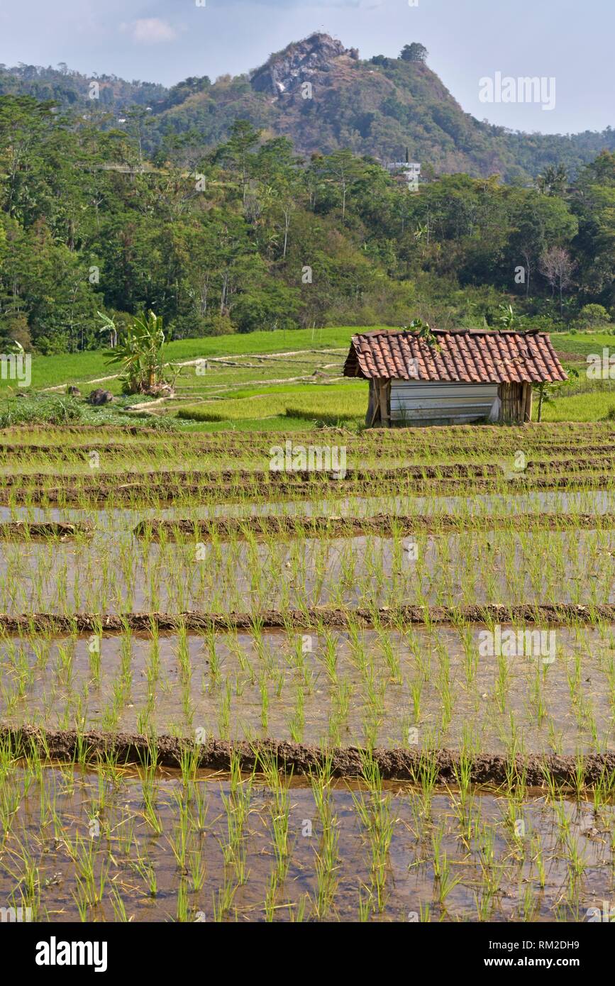 Rural south east asia hi-res stock photography and images - Alamy