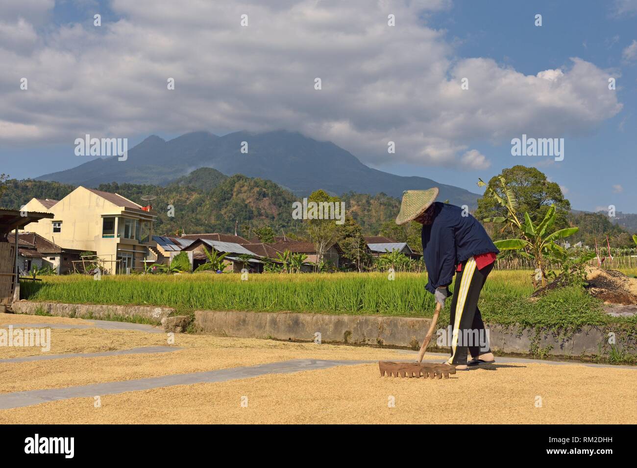 Paddy fields harvest rice hi-res stock photography and images - Alamy