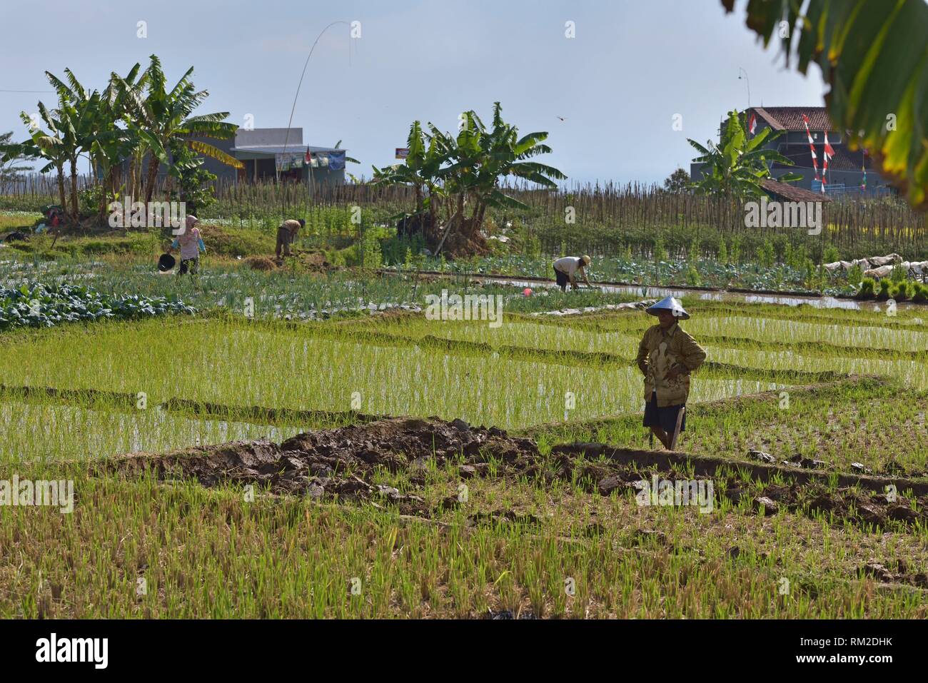 Food crops hi-res stock photography and images - Alamy