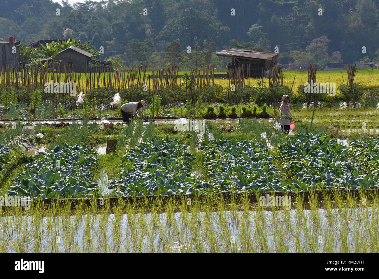 Food crops hi-res stock photography and images - Alamy