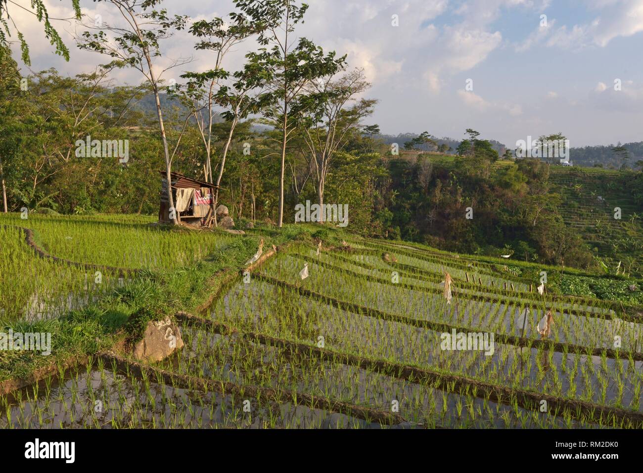 Southeast asia rice fields hi-res stock photography and images - Alamy