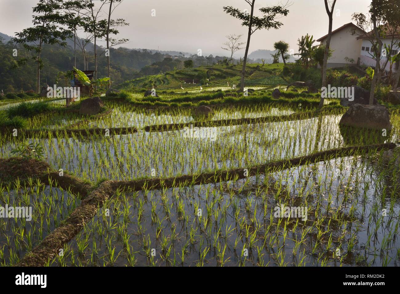 South east asia rice terrace hi-res stock photography and images - Alamy