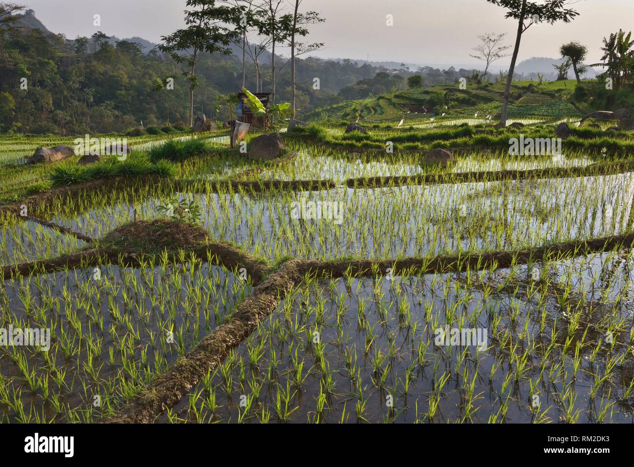 Southeast asia rice fields hi-res stock photography and images - Alamy