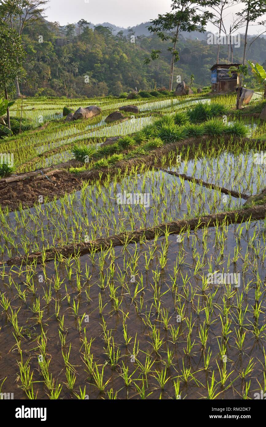 Southeast asia rice fields hi-res stock photography and images - Alamy