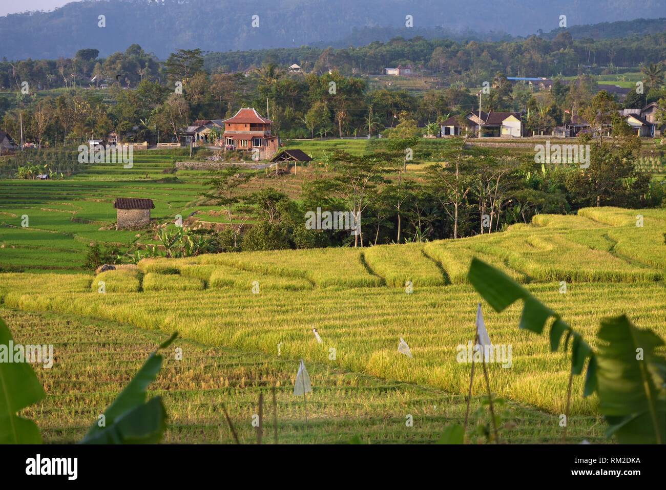 Southeast asia rice fields hi-res stock photography and images - Alamy