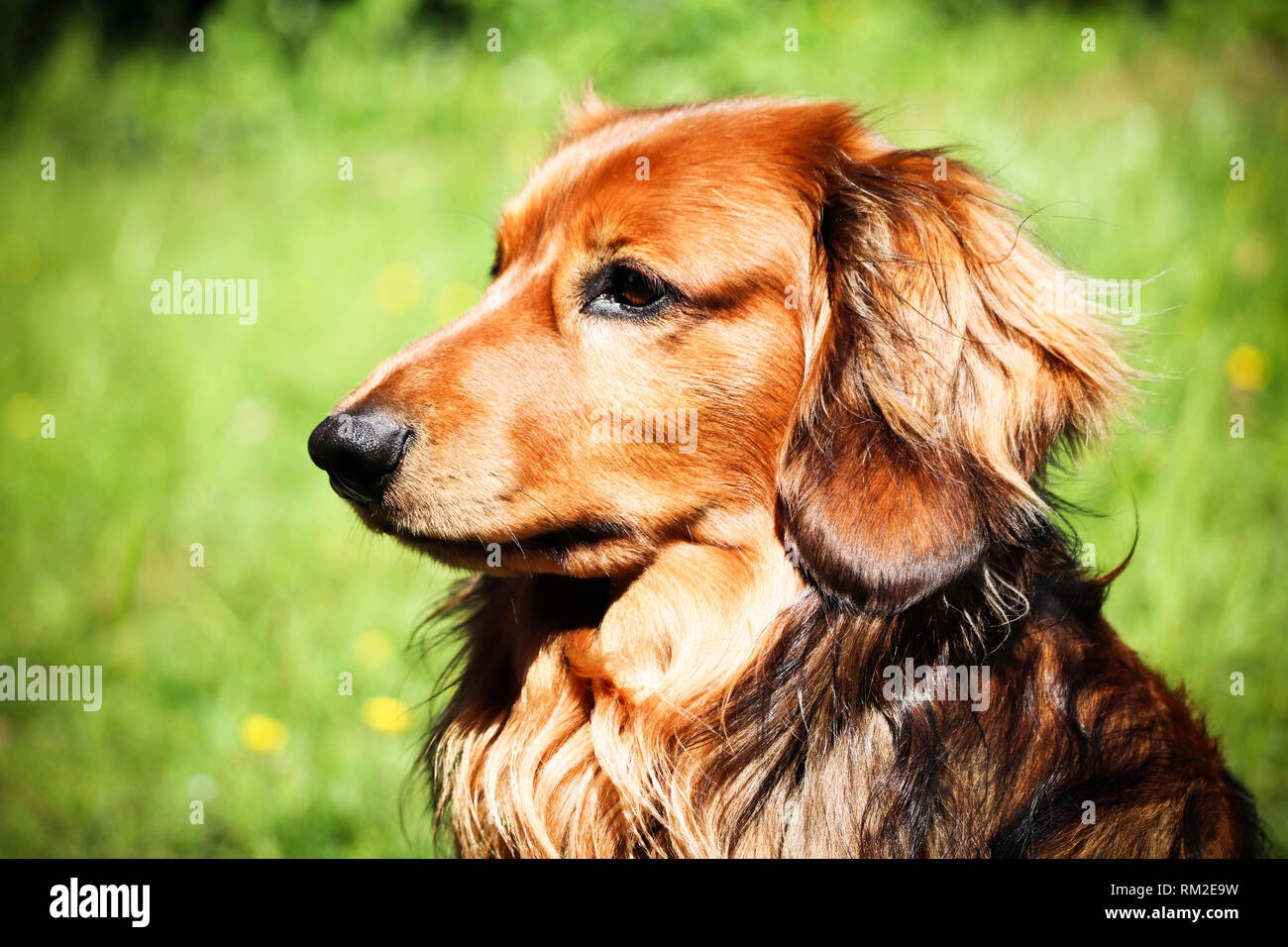 Brown dachshunds hi-res stock photography and images - Alamy