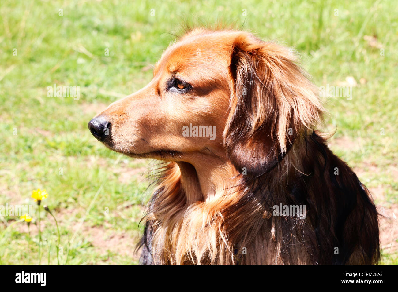 Miniature long hair dachshund hi-res stock photography and images - Alamy