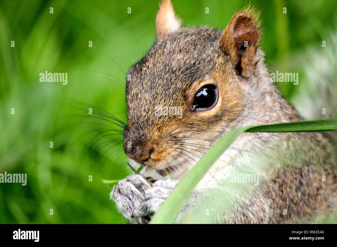 Grey squirrel isolated white hi-res stock photography and images - Alamy