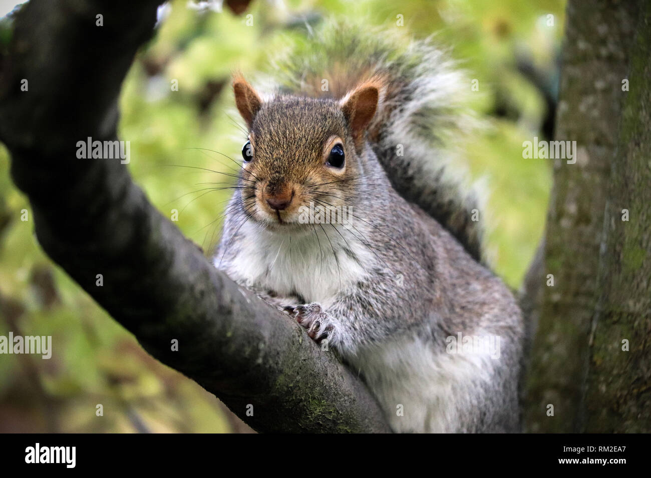 Grey squirrel isolated white hi-res stock photography and images - Alamy
