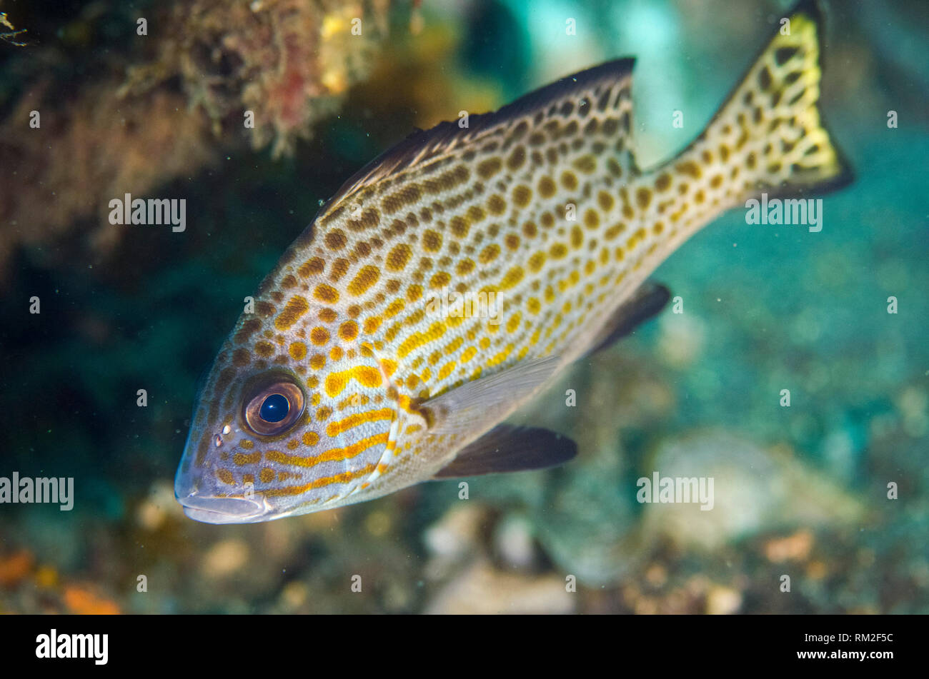 Yellow-spotted Sweetlips, Diagramma flavomaculatus, TK2 dive site ...