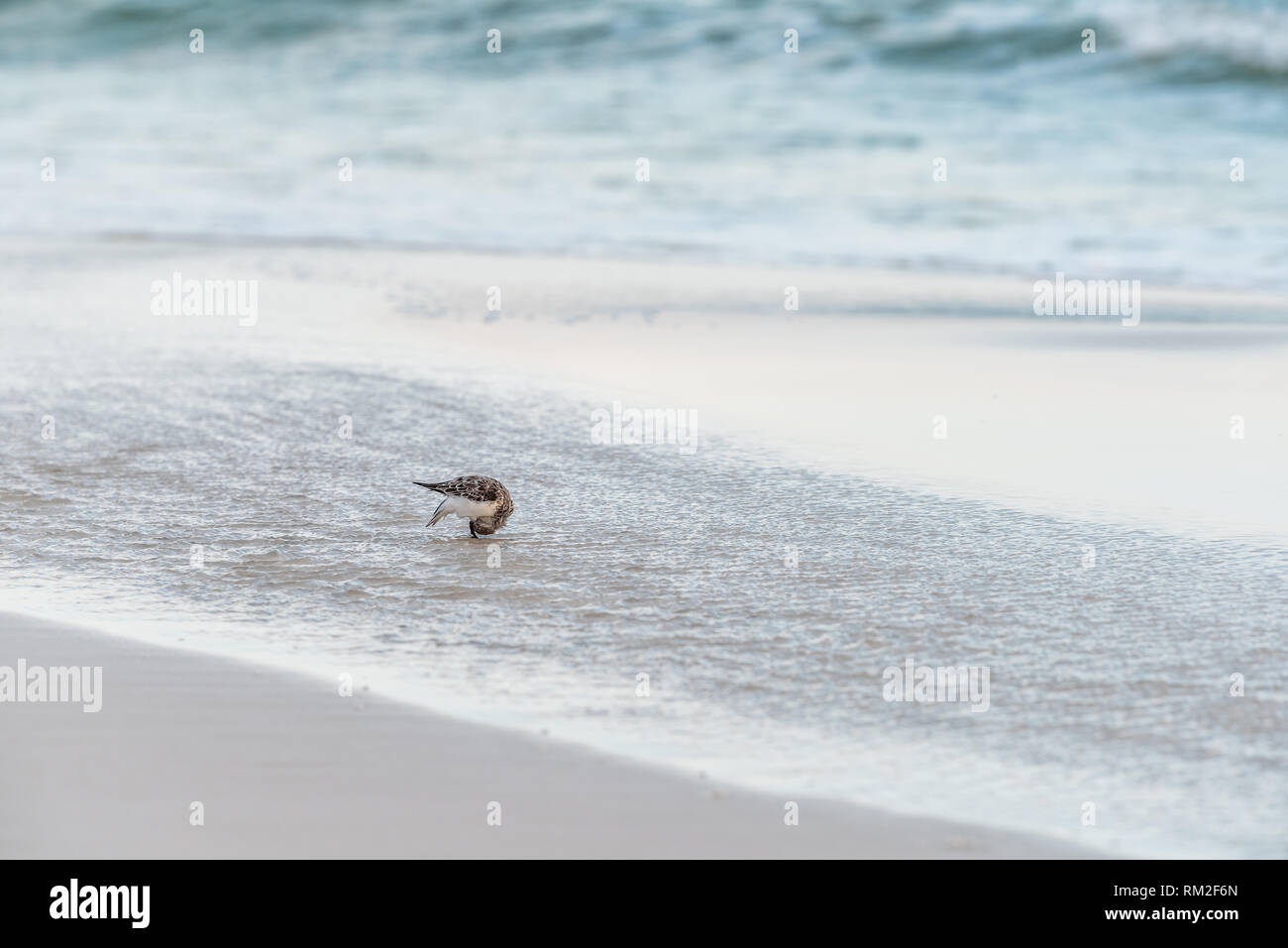 One Sanderling wading bird looking for food shorebird in Santa Rosa ...