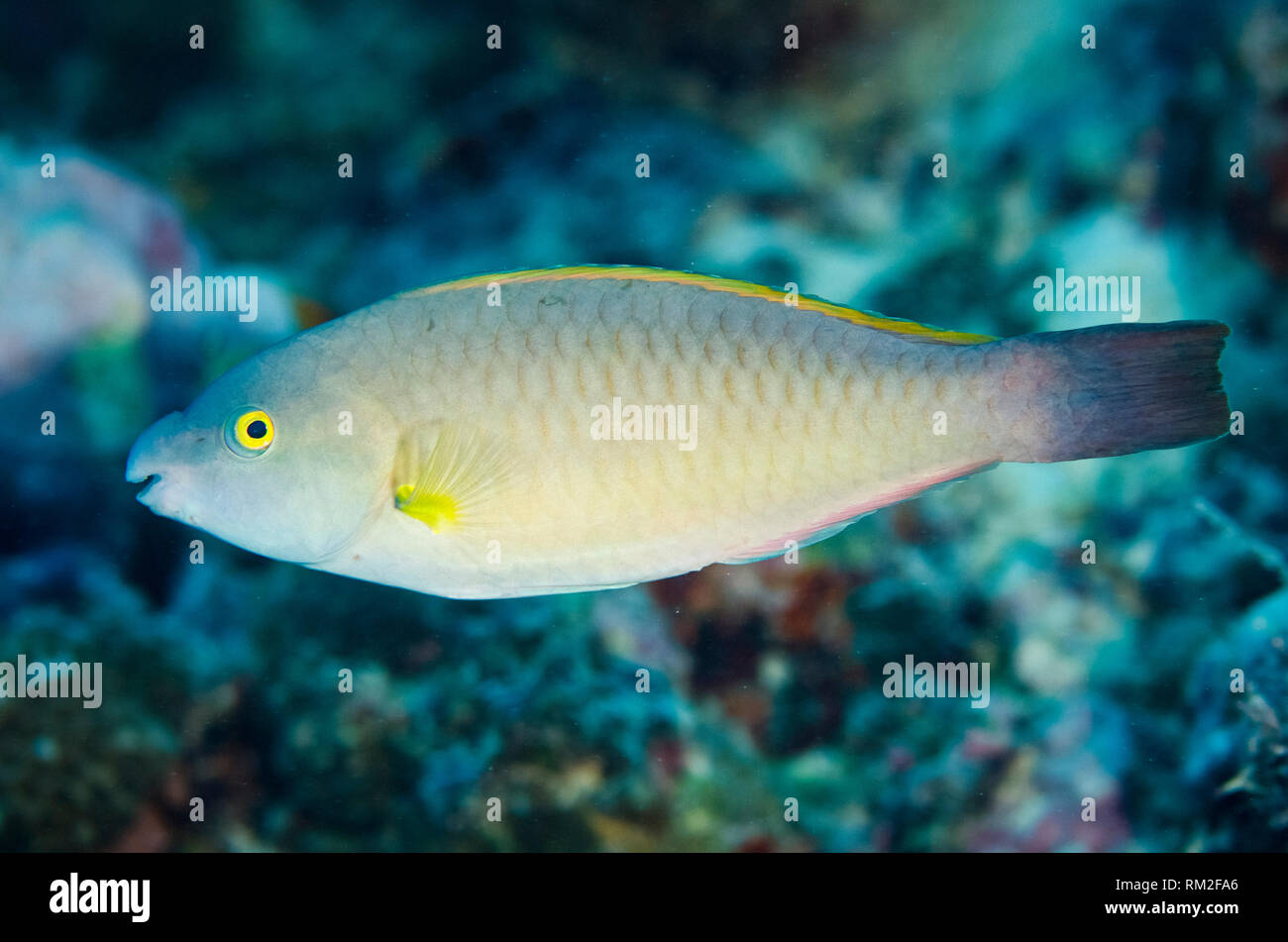 Yellowfin parrotfish hi-res stock photography and images - Alamy