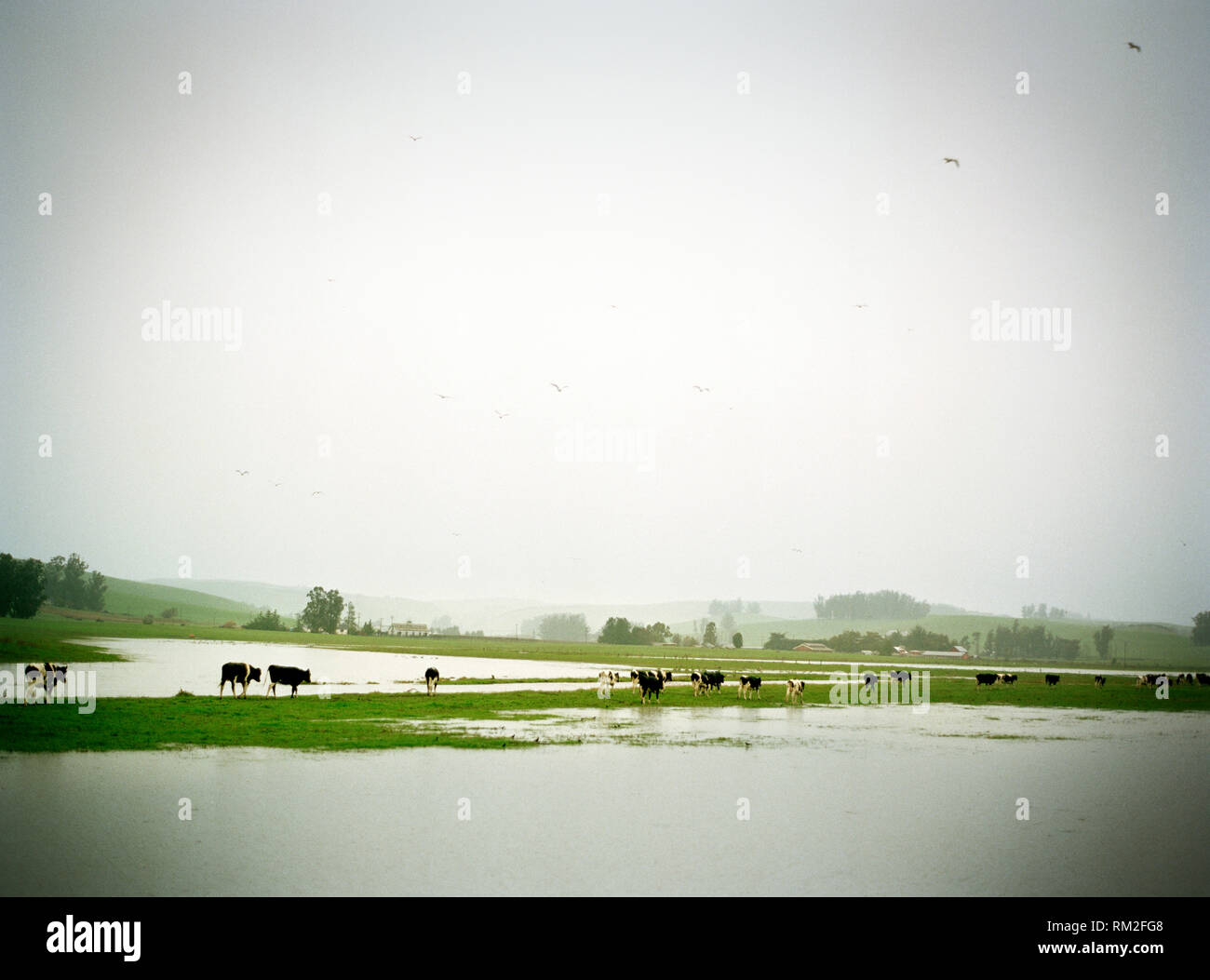 Cows in a flooded field Stock Photo - Alamy