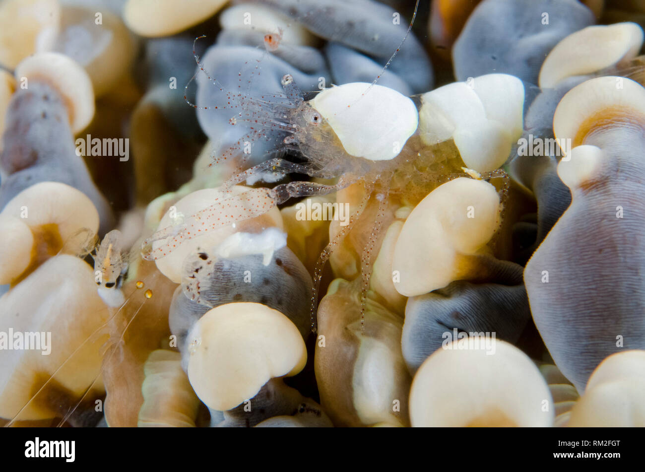Egg Shell Shrimp, Hamopontonia corallicola, camouflaged in anemone on ...