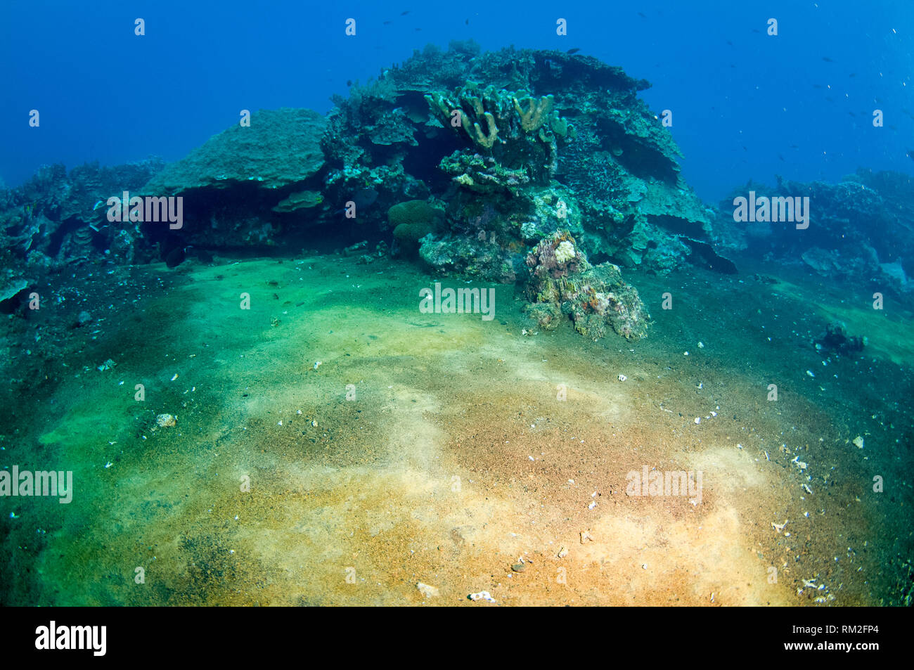 Sulphur deposits, on sea floor near Manuk volcano, Manuk West dive site ...