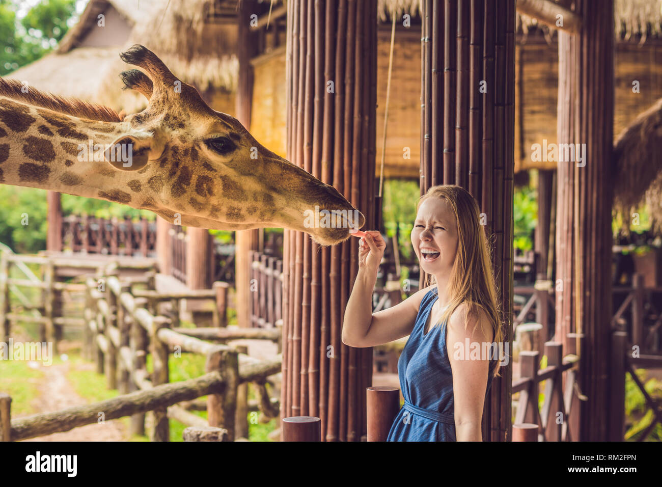 Happy young woman watching and feeding giraffe in zoo. Happy young ...