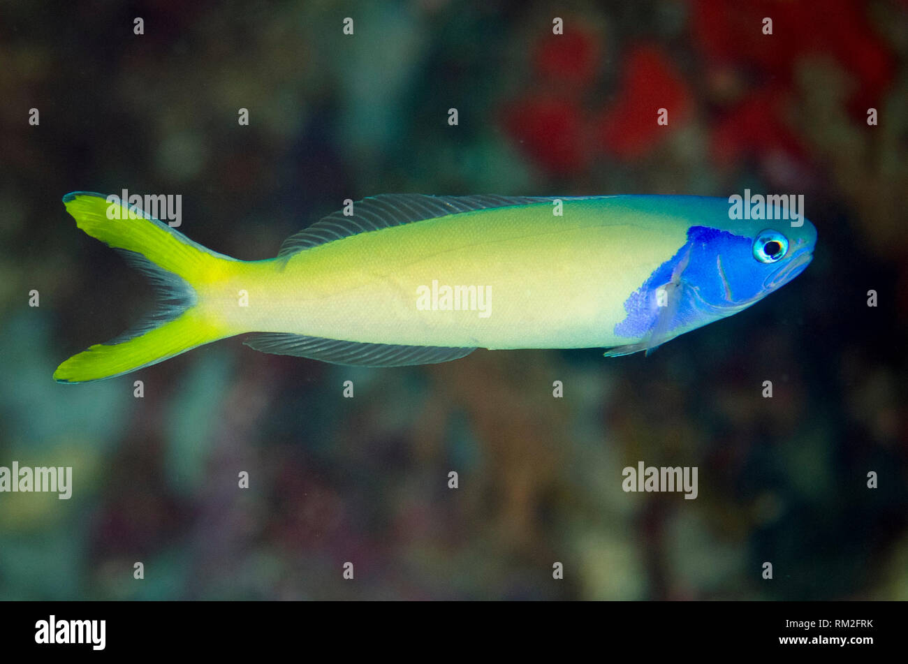 Bluehead Tilefish, Hoplolatilus starki, Batu Jatu dive site, Maru ...