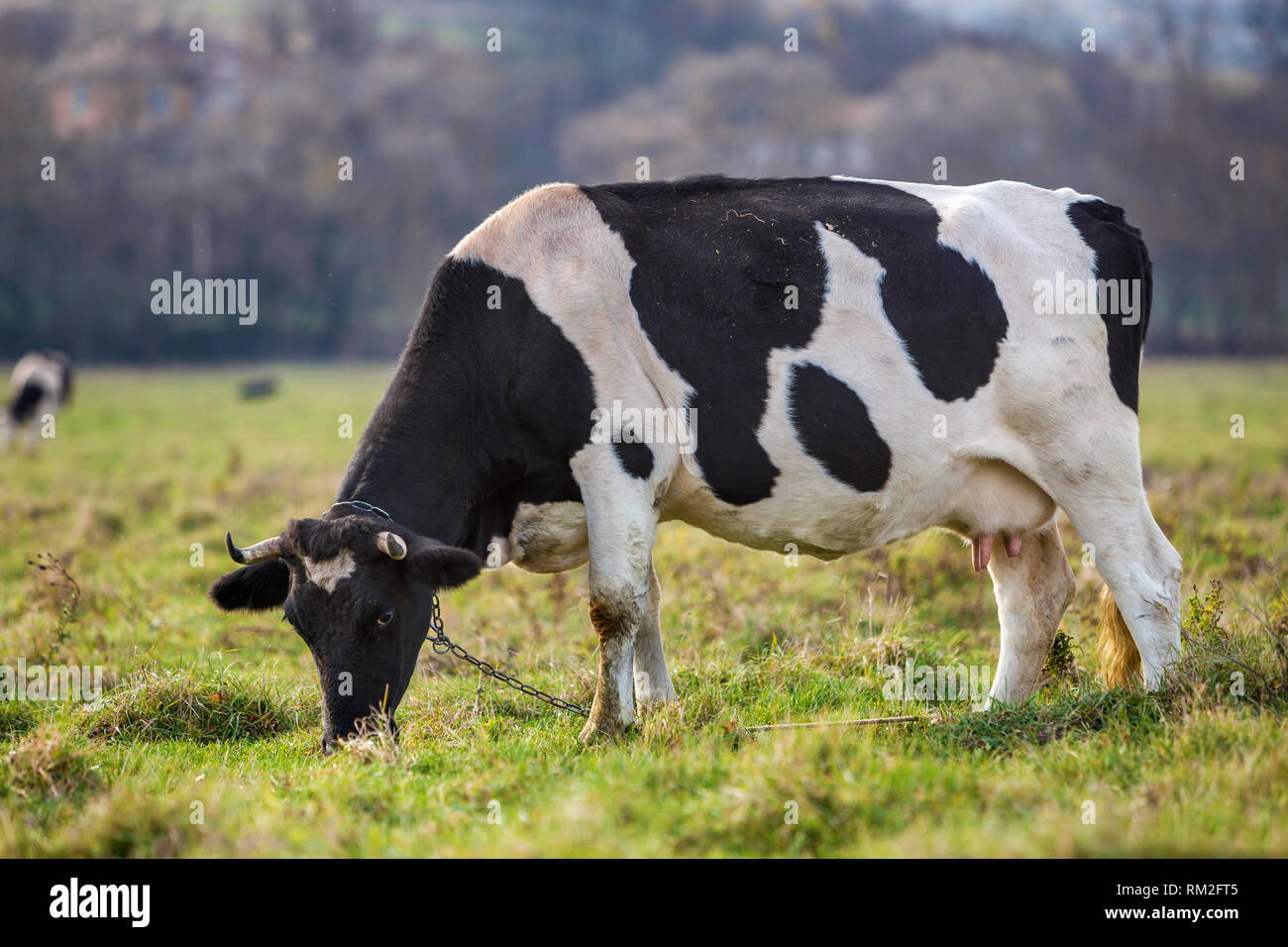 Big udder hi-res stock photography and images - Alamy