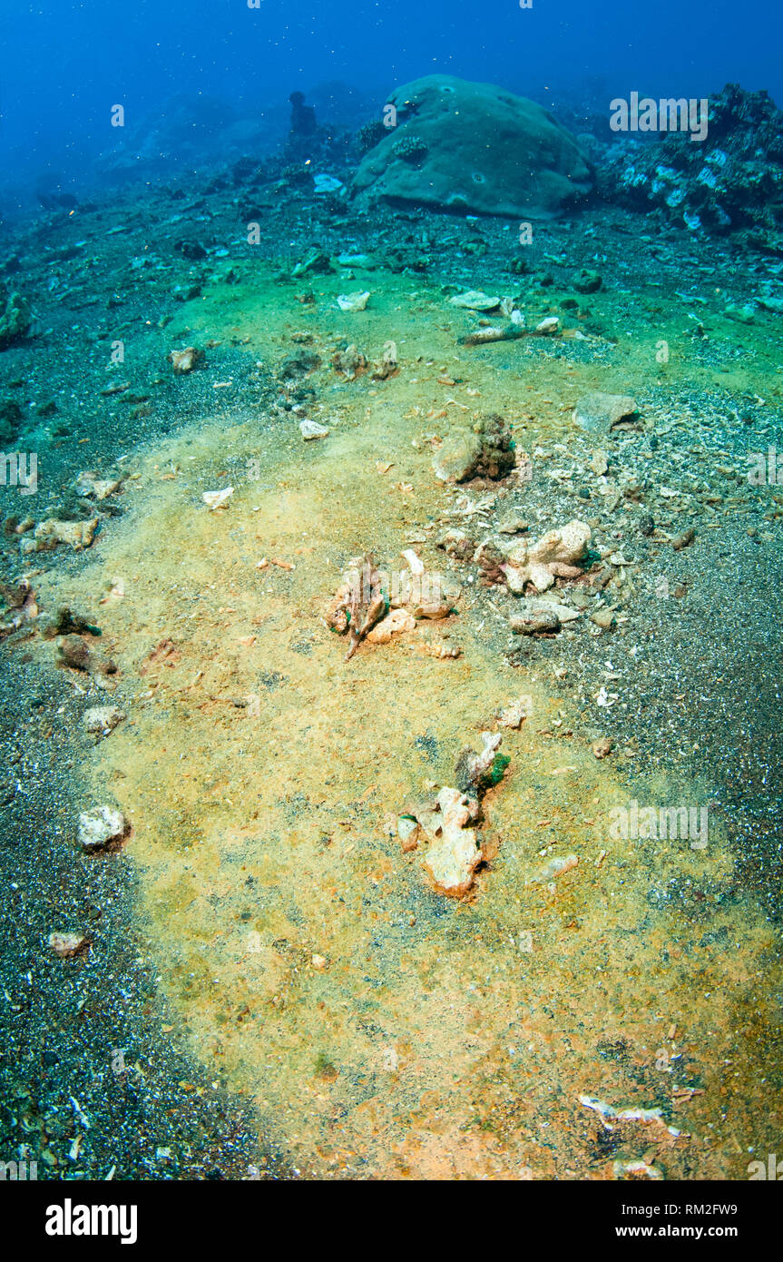 Sulphur deposits, on sea floor near Manuk volcano, Manuk West dive site ...