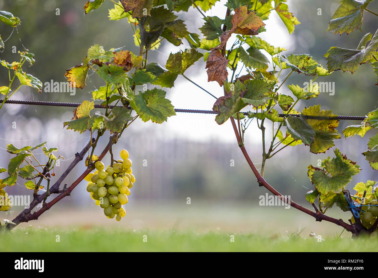 Tied up grapevine hi-res stock photography and images - Alamy