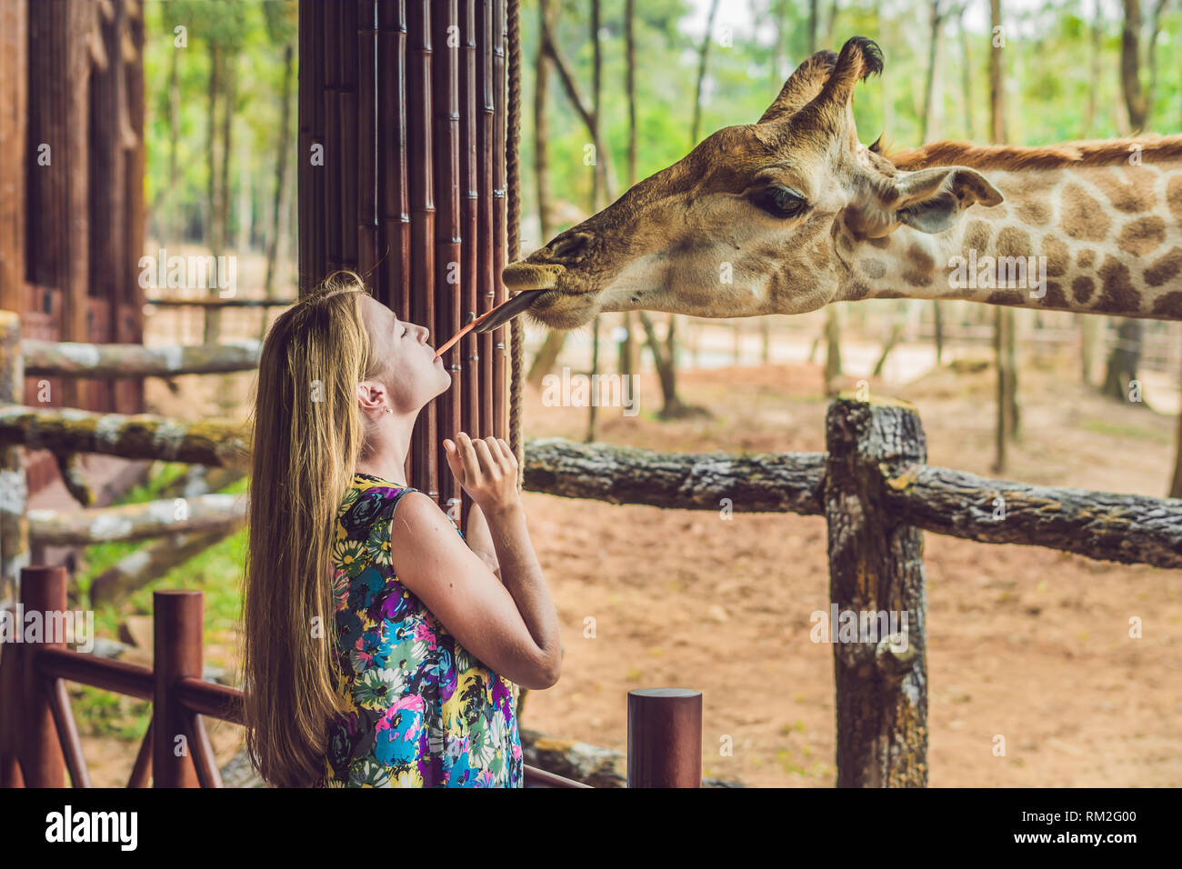 Happy young woman watching and feeding giraffe in zoo. Happy young ...
