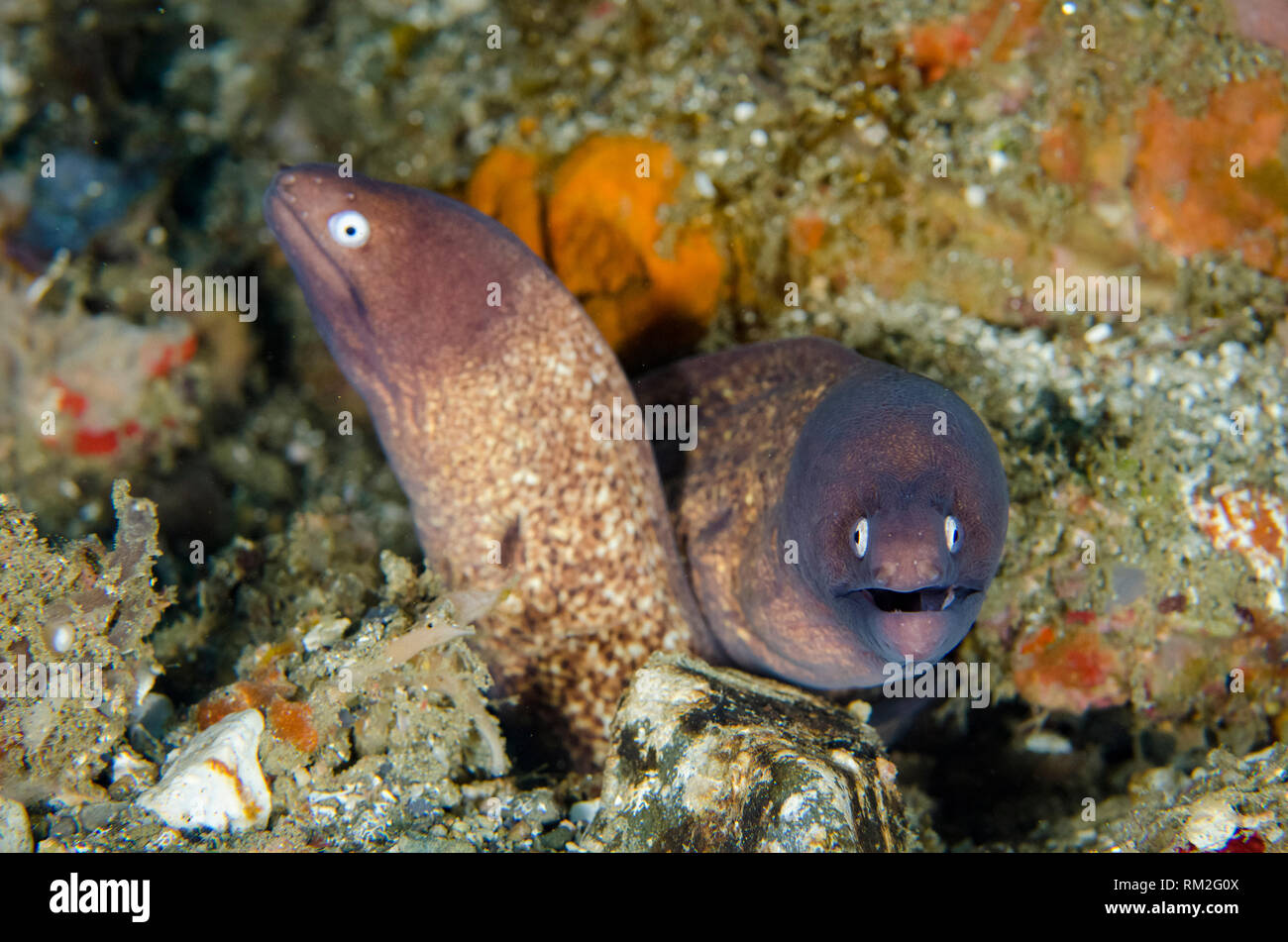 White-eyed Moray Eel, Gymnothorax thyrsoideus, pair in hole, Laha dive ...