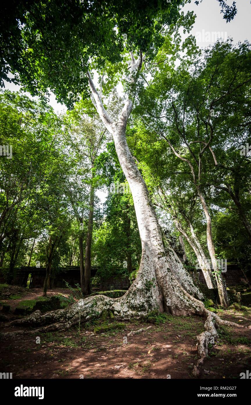 A big tree in Angkor Thom complex (Siem Reap Province, Cambodia Stock ...