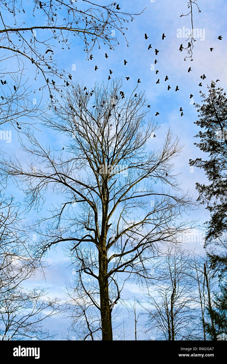 Crows Flying High Resolution Stock Photography and Images - Alamy