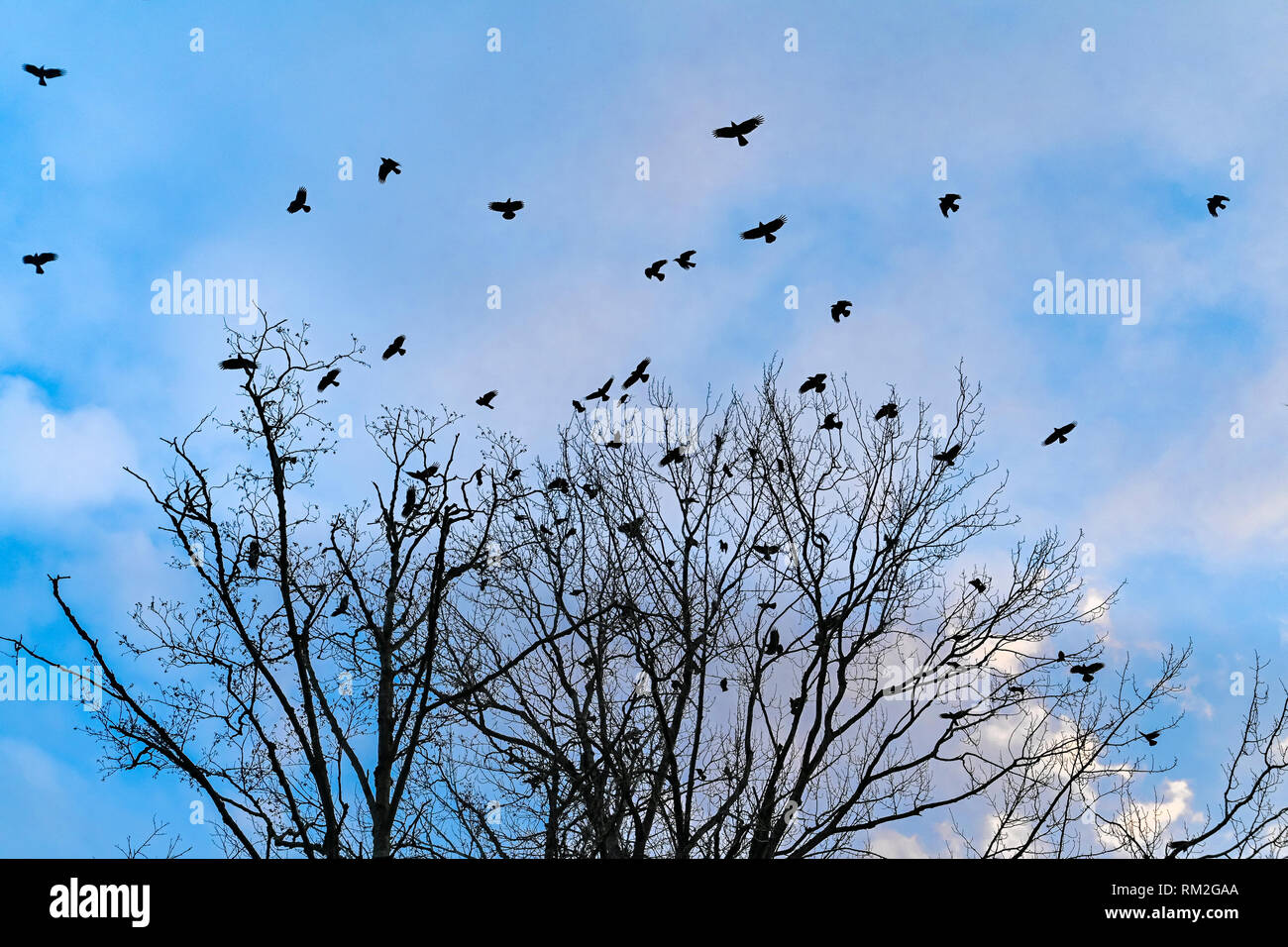 Crows flying hi-res stock photography and images - Alamy