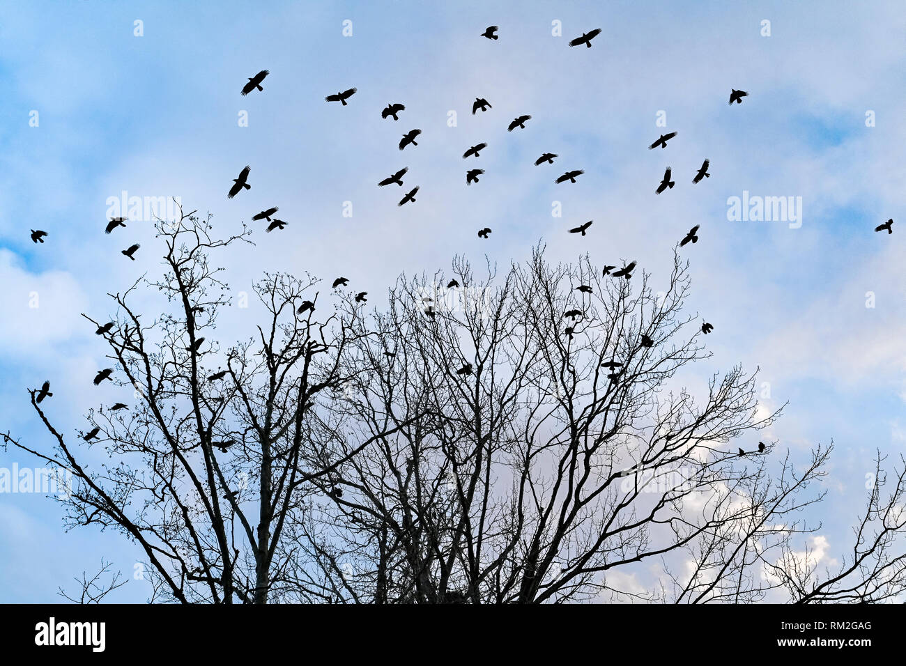 British crows hi-res stock photography and images - Alamy