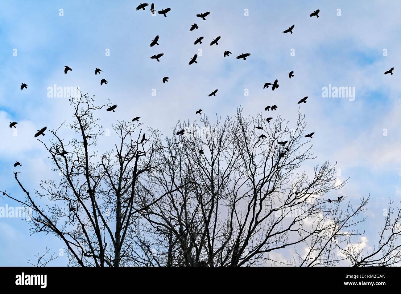 Flying Crows High Resolution Stock Photography and Images - Alamy