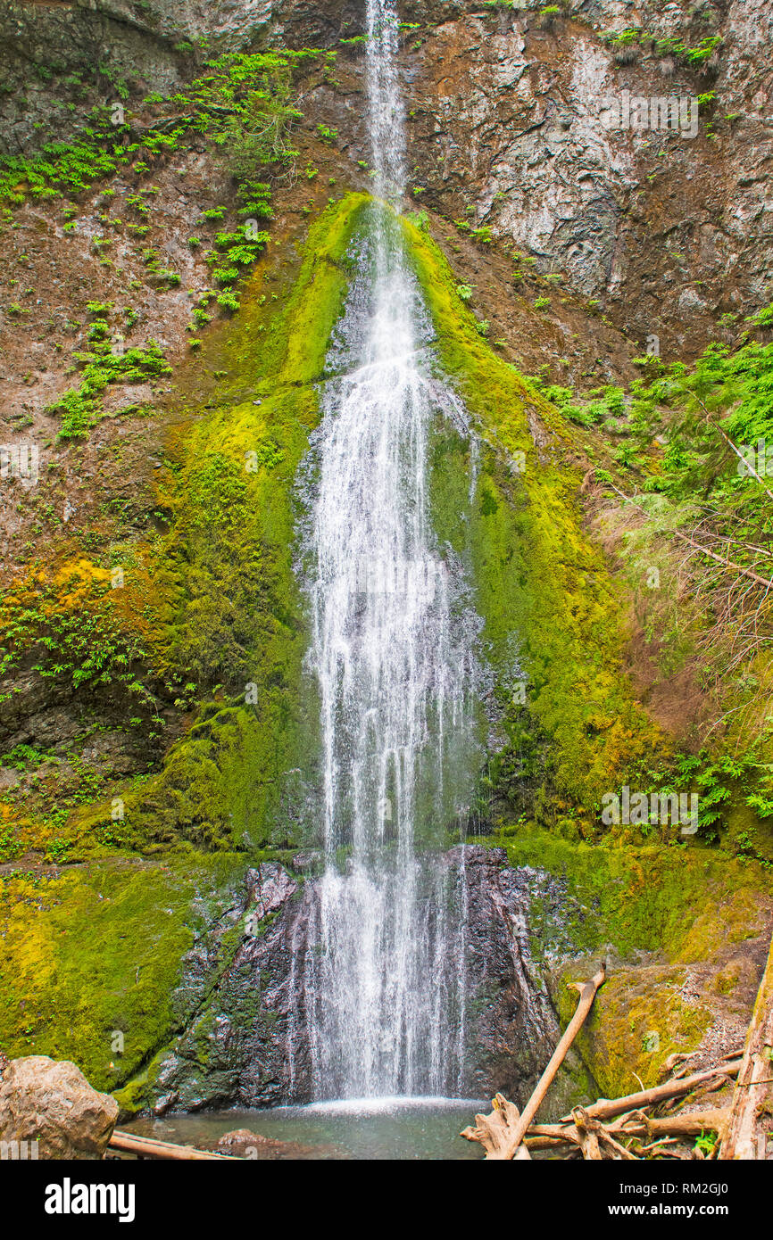 Temperate forest ecosystem hi-res stock photography and images - Alamy
