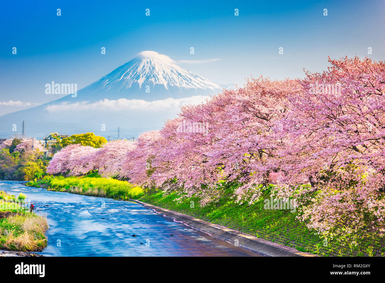 Mt. Fuji, Japan spring landscape and river with cherry blossoms Stock ...