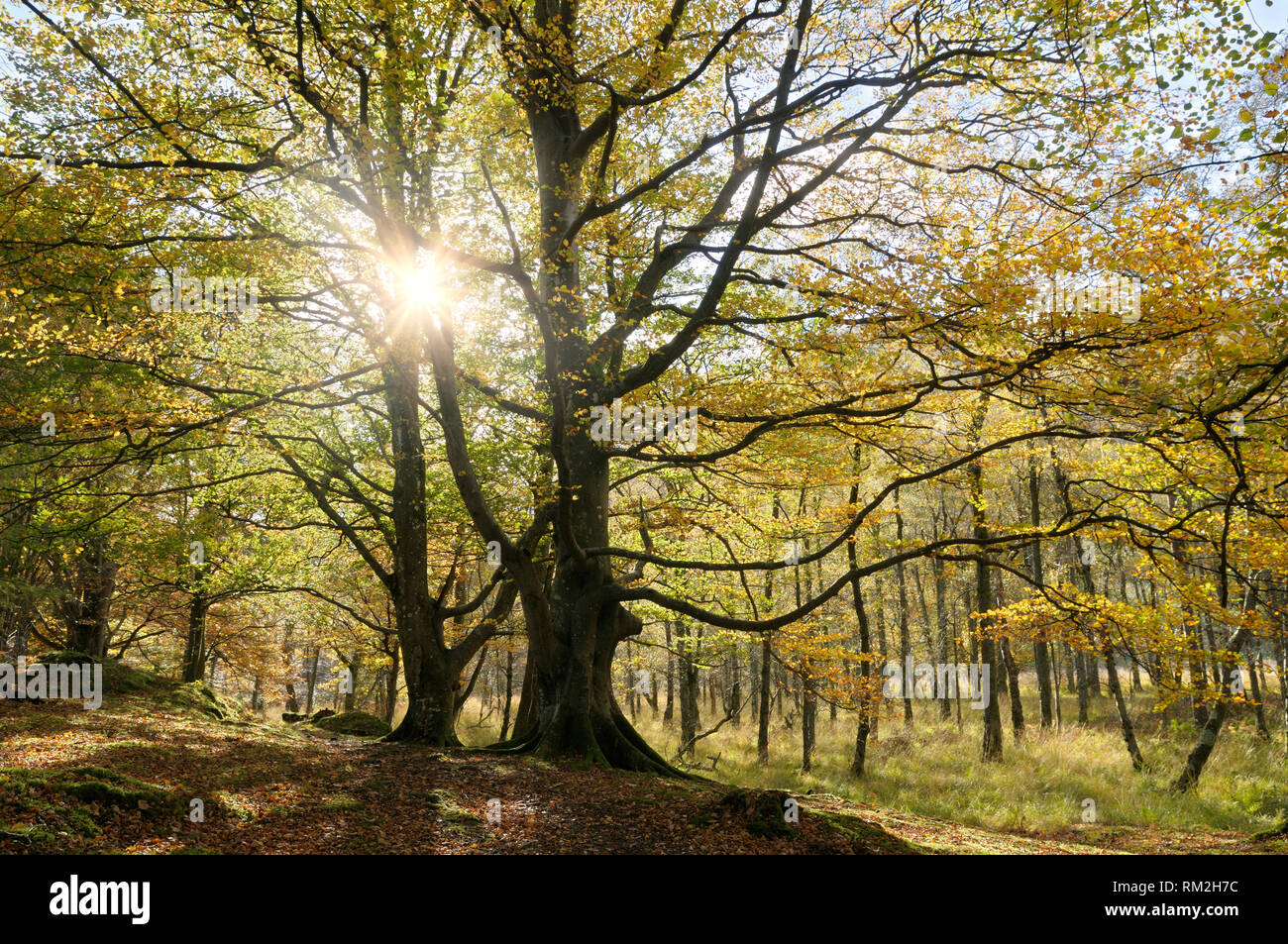 Autumn trees uk hi-res stock photography and images - Alamy