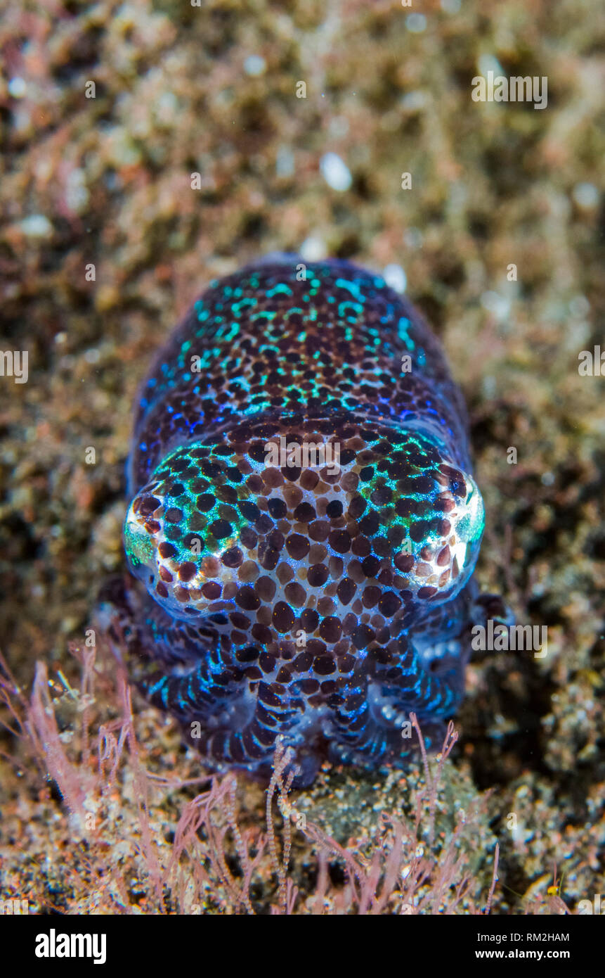 Berry's Bobtail Squid, Euprymna berryi, with iridescent spots on black ...