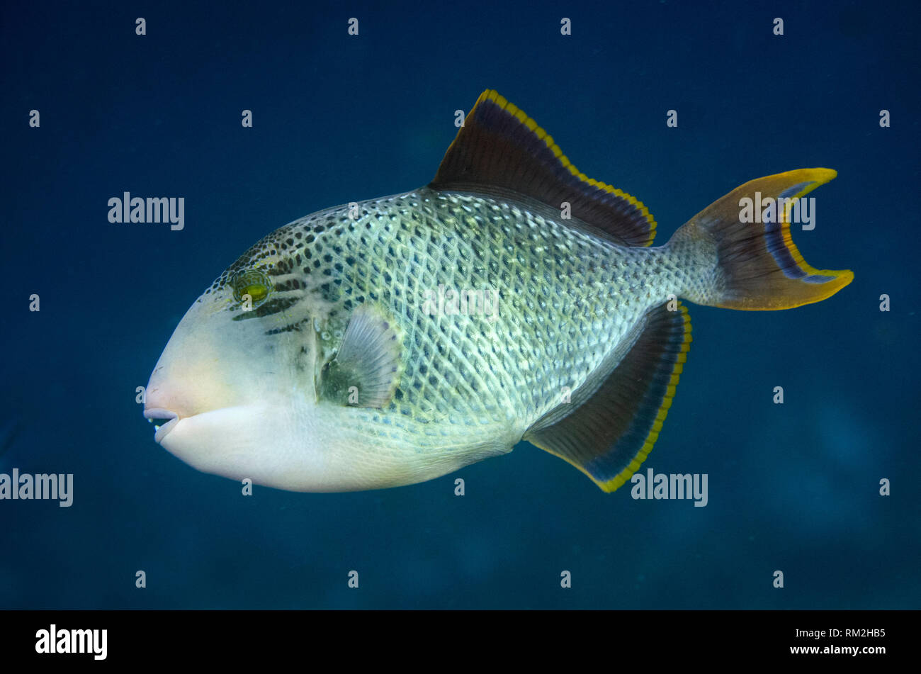 Yellowmargin Triggerfish, Pseudobalistes flavimarginatus, Mansuar Point ...