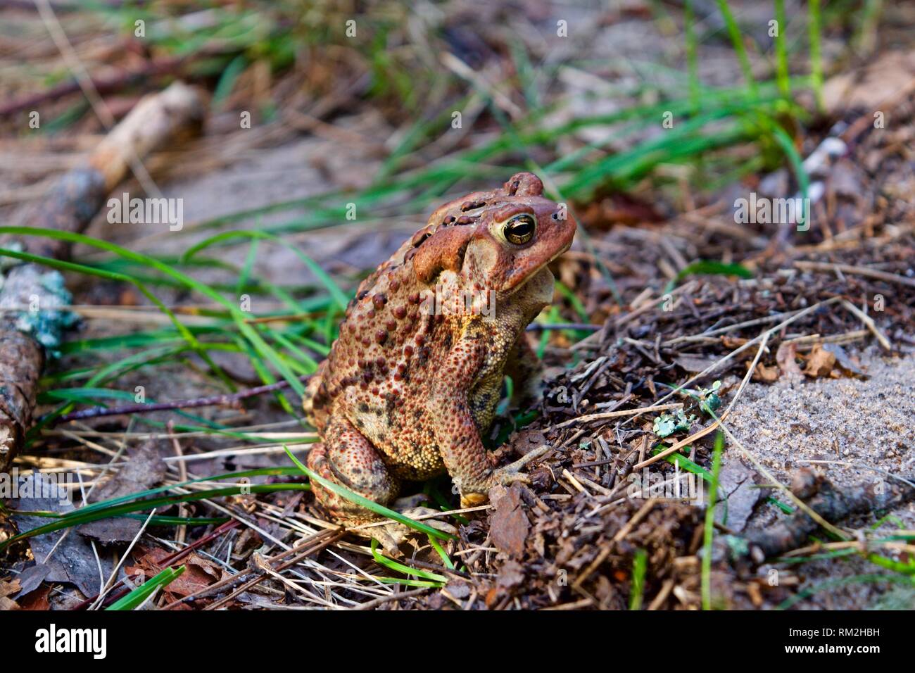 Toad Jumping Silhouette