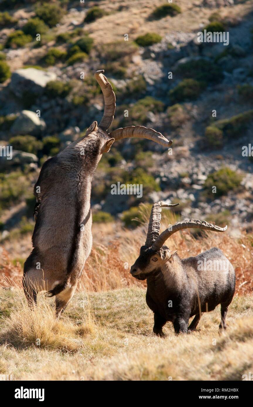 Goat males fight hi-res stock photography and images - Alamy