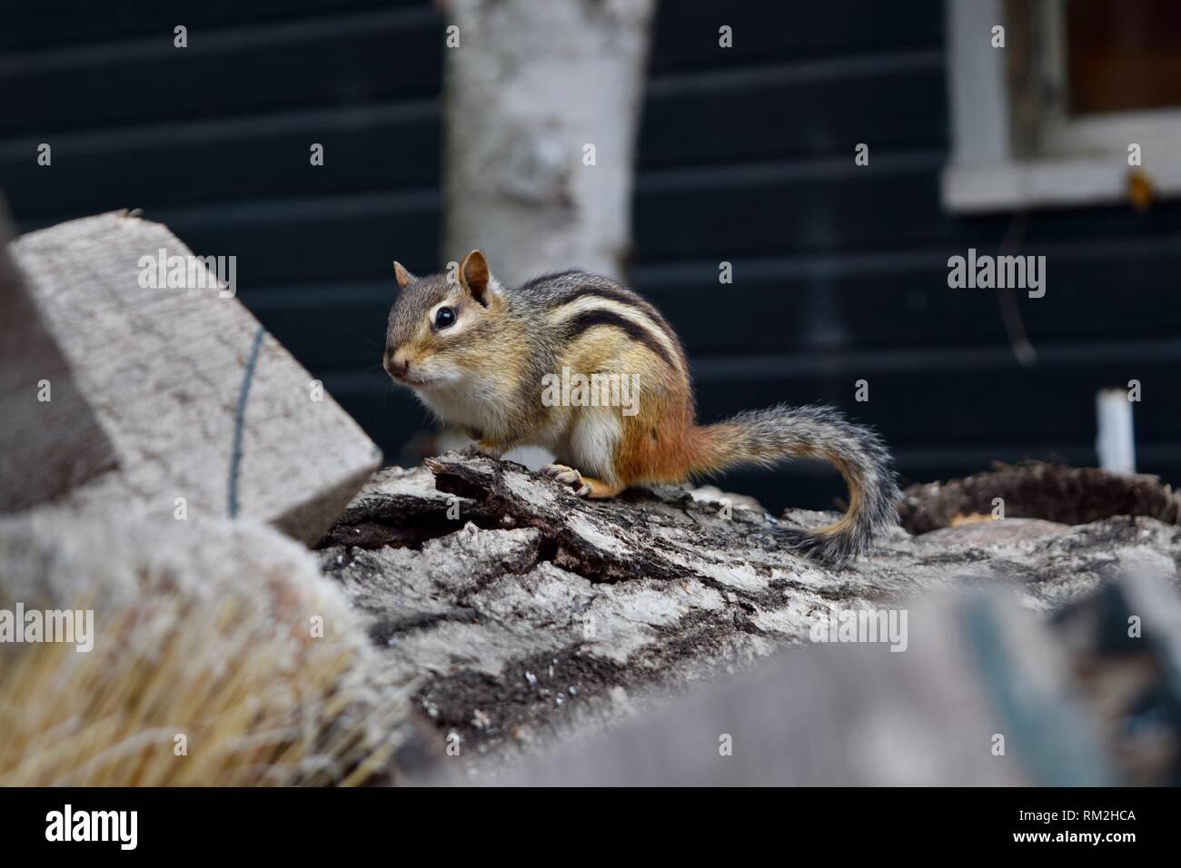 A cute chipmunk sitting on wood Stock Photo - Alamy