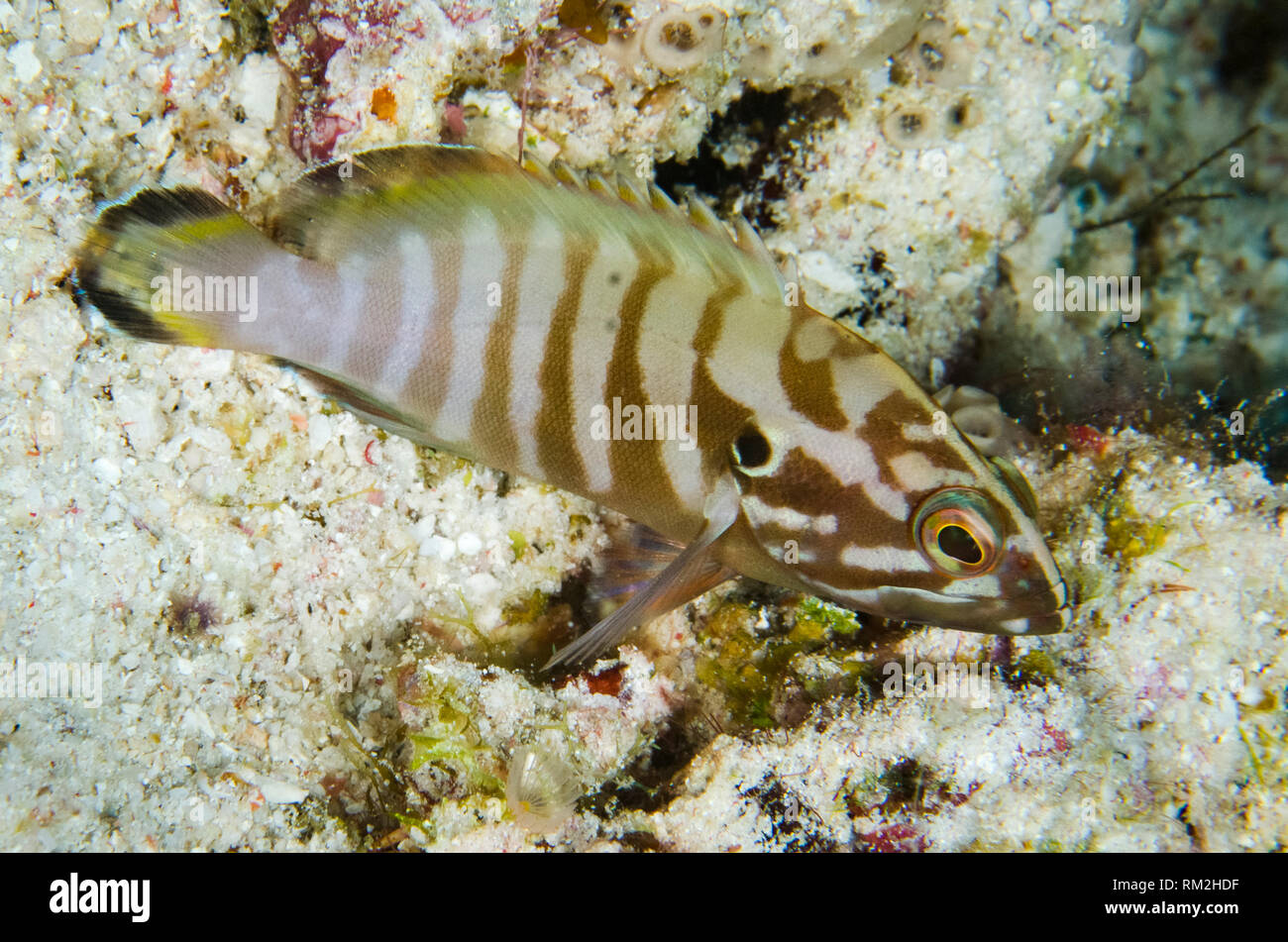 Chocolate Grouper, Cephalopholis boenak, Mangrove Ridge dive site ...