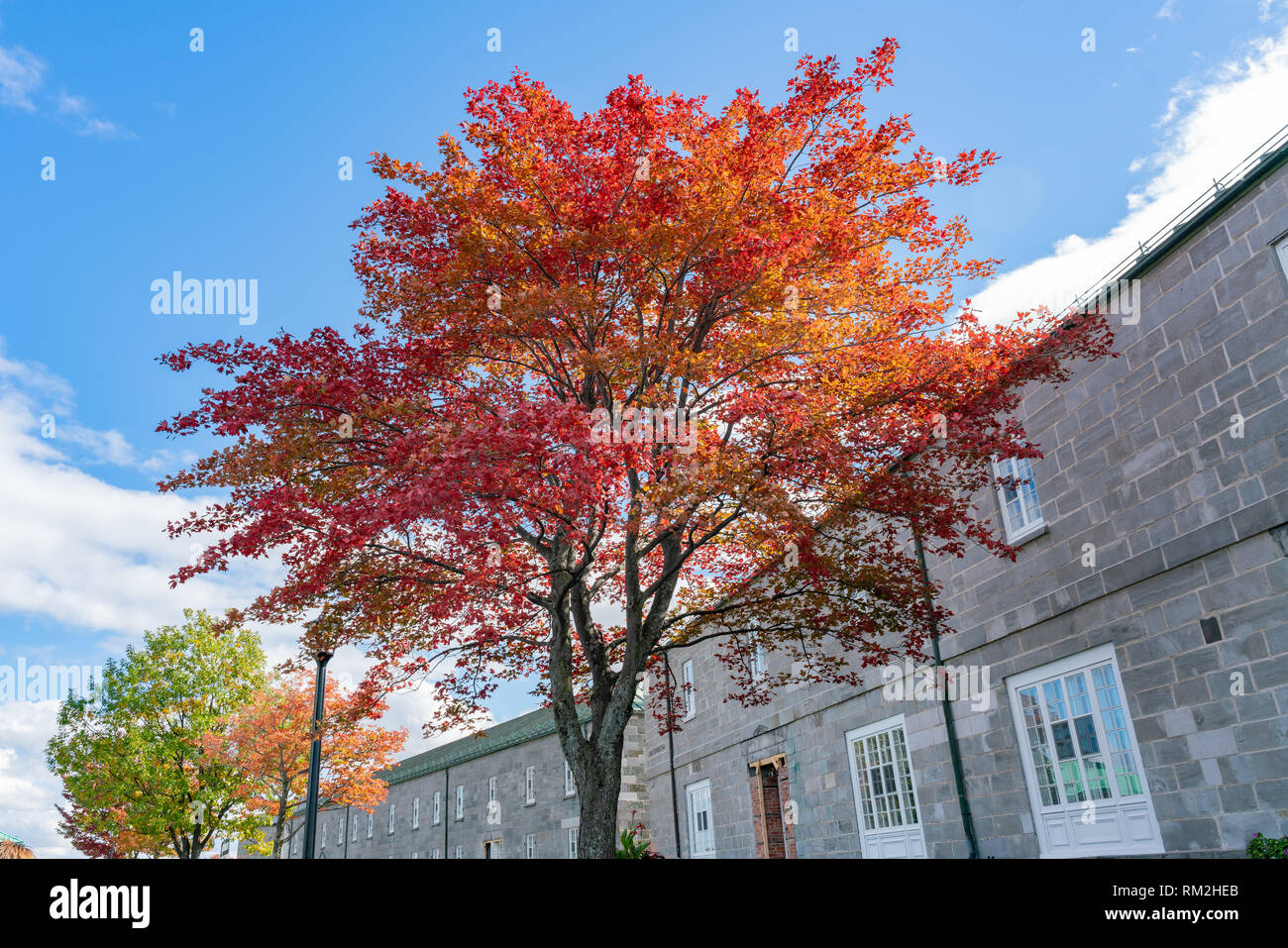 Red maple tree in the La Citadelle de Quebec at Quebec, Canada Stock ...