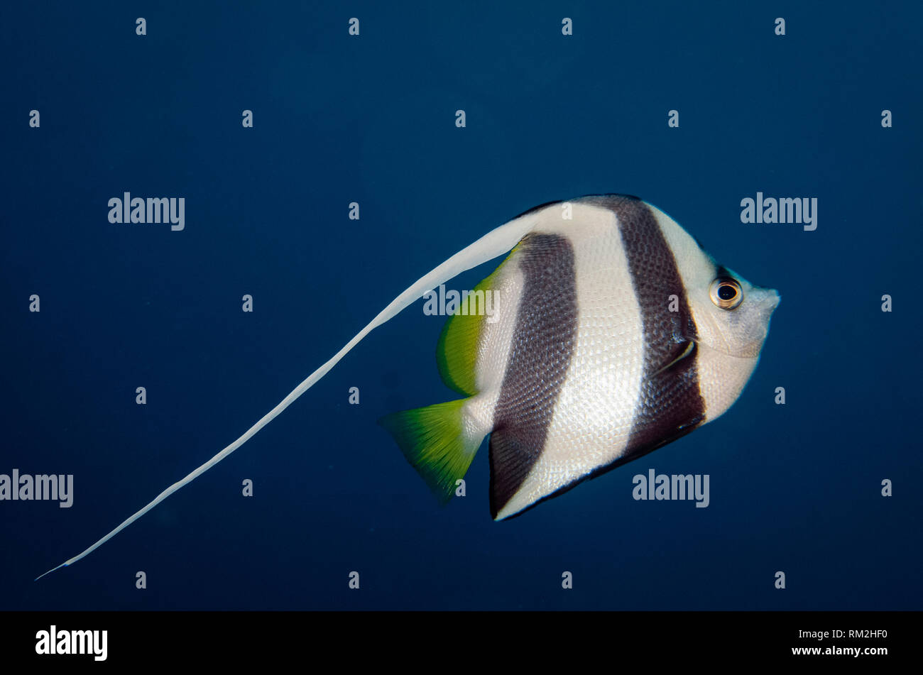 Longfin Bannerfish, Heniochus acuminatus, Citrus Ridge dive site ...