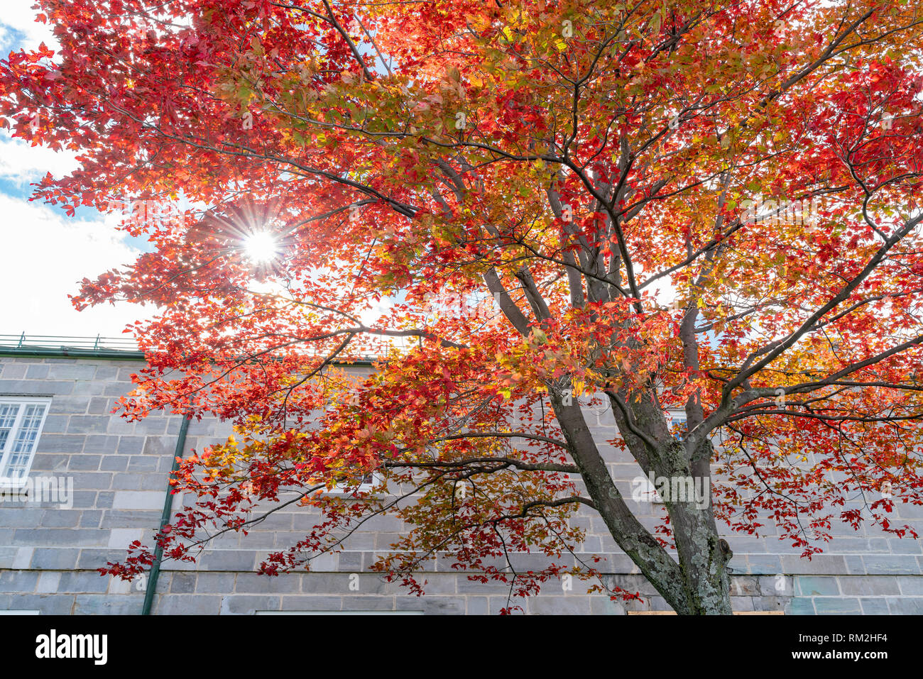 Red maple tree in the La Citadelle de Quebec at Quebec, Canada Stock ...