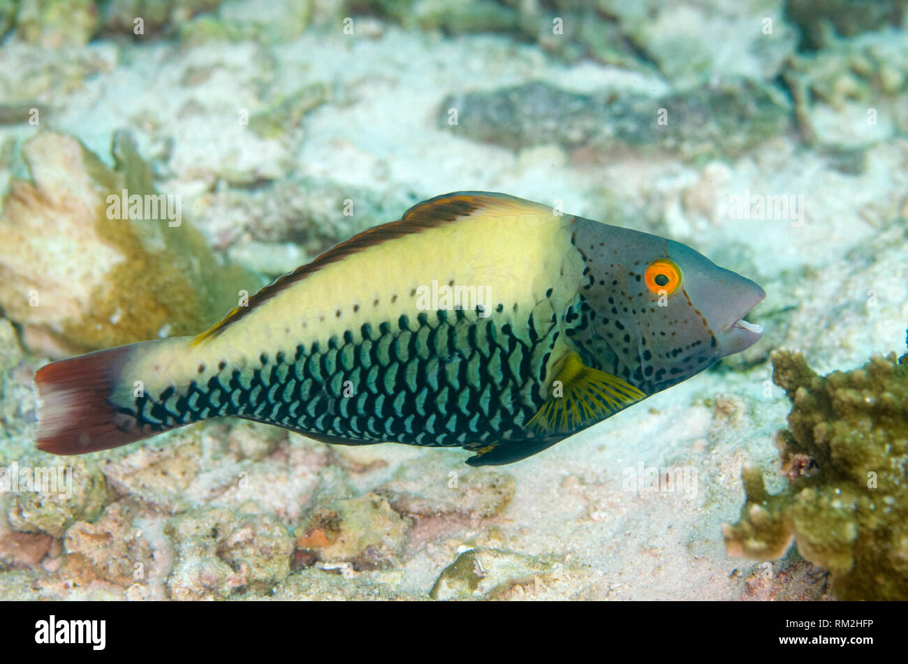 Melissa’s garden raja ampat hi-res stock photography and images - Alamy