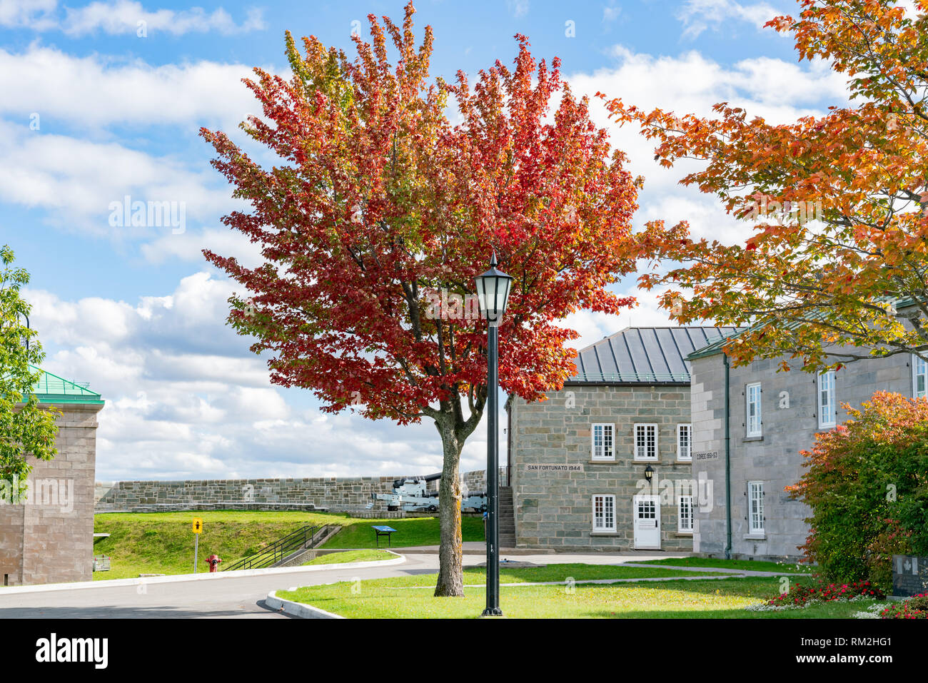Red maple tree in the La Citadelle de Quebec at Quebec, Canada Stock ...