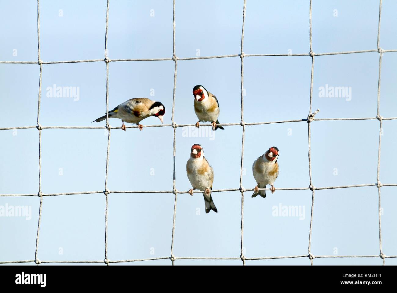 Ba bird hi-res stock photography and images - Alamy