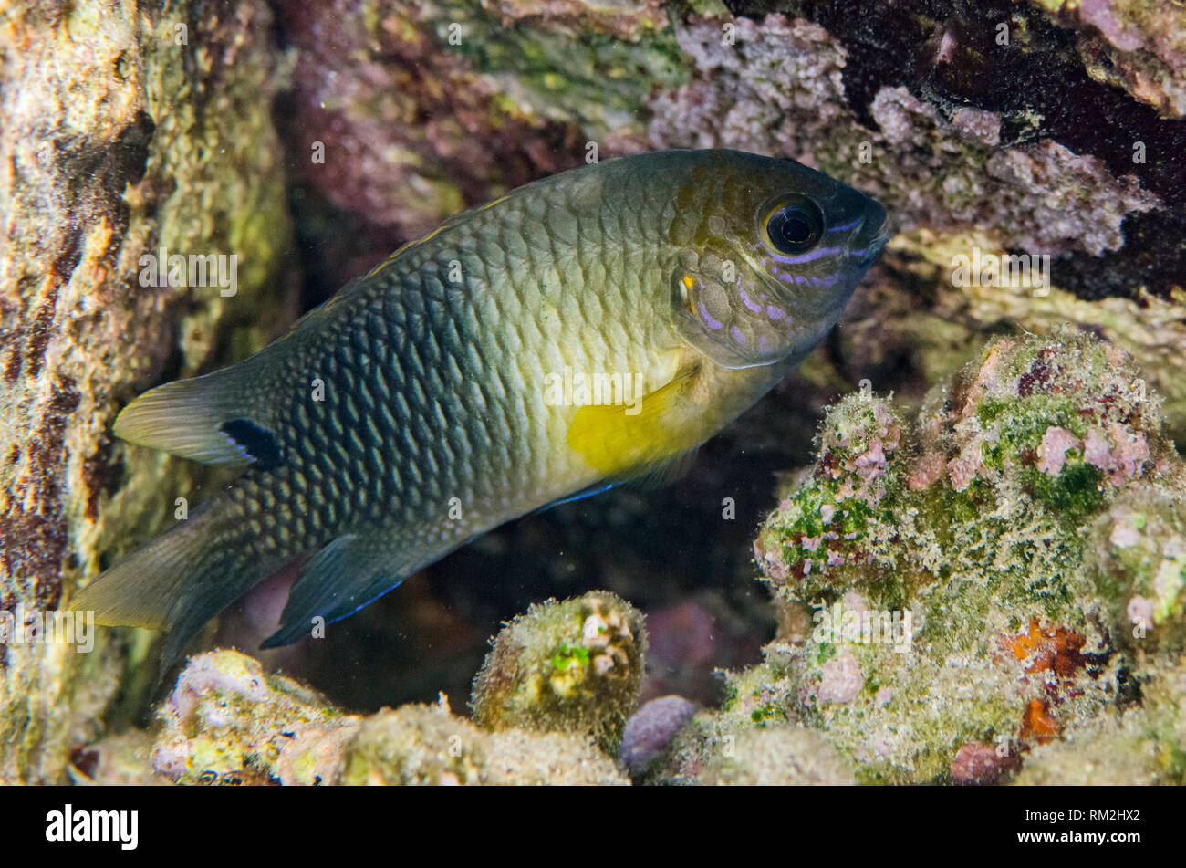 Onespot Damselfish, Chrysiptera unimaculata, Candidasa, Bali, Indonesia ...