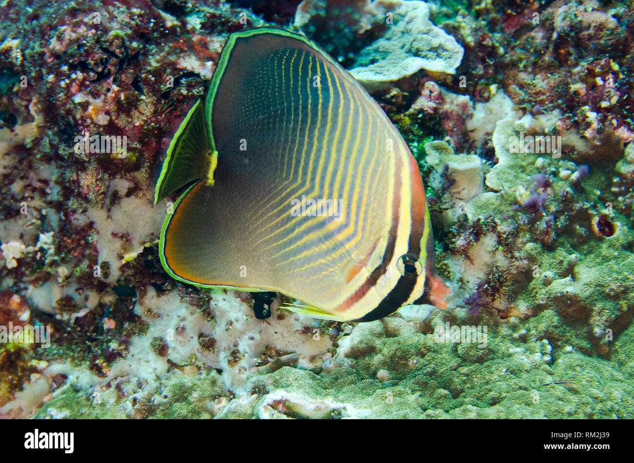 Eastern Triangular Butterflyfish, Chaetodon baranessa, Tepekong dive ...