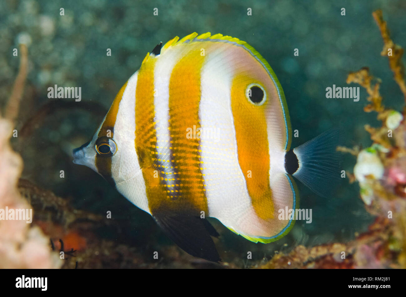 Orange-banded Coralfish, Coradion chrysozonus, Police Pier 2 dive site ...