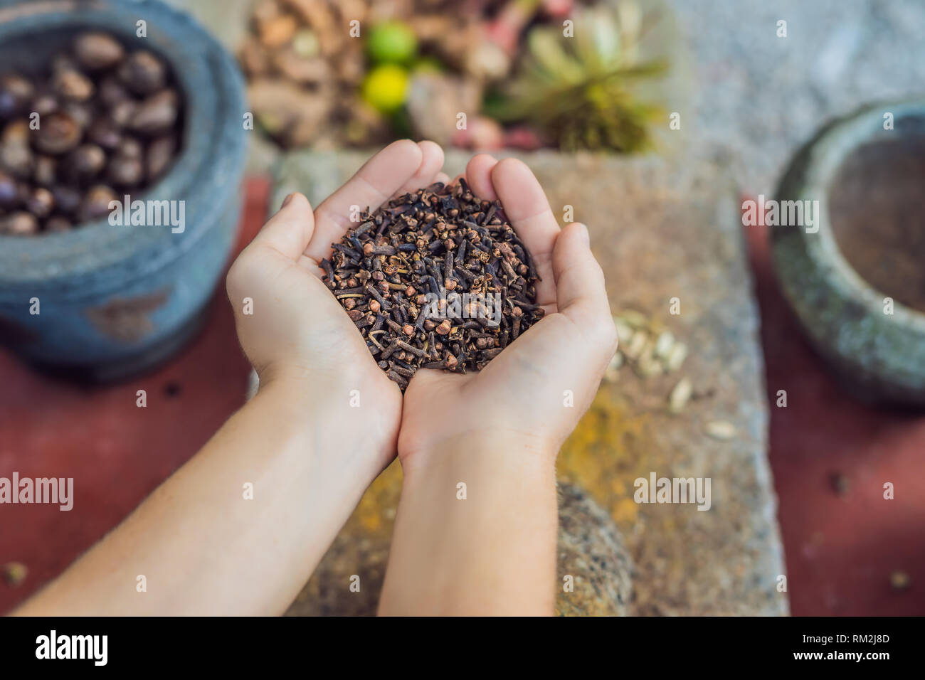 Carnation seasoning in female hands, carnation grains, herbal medicinal ...